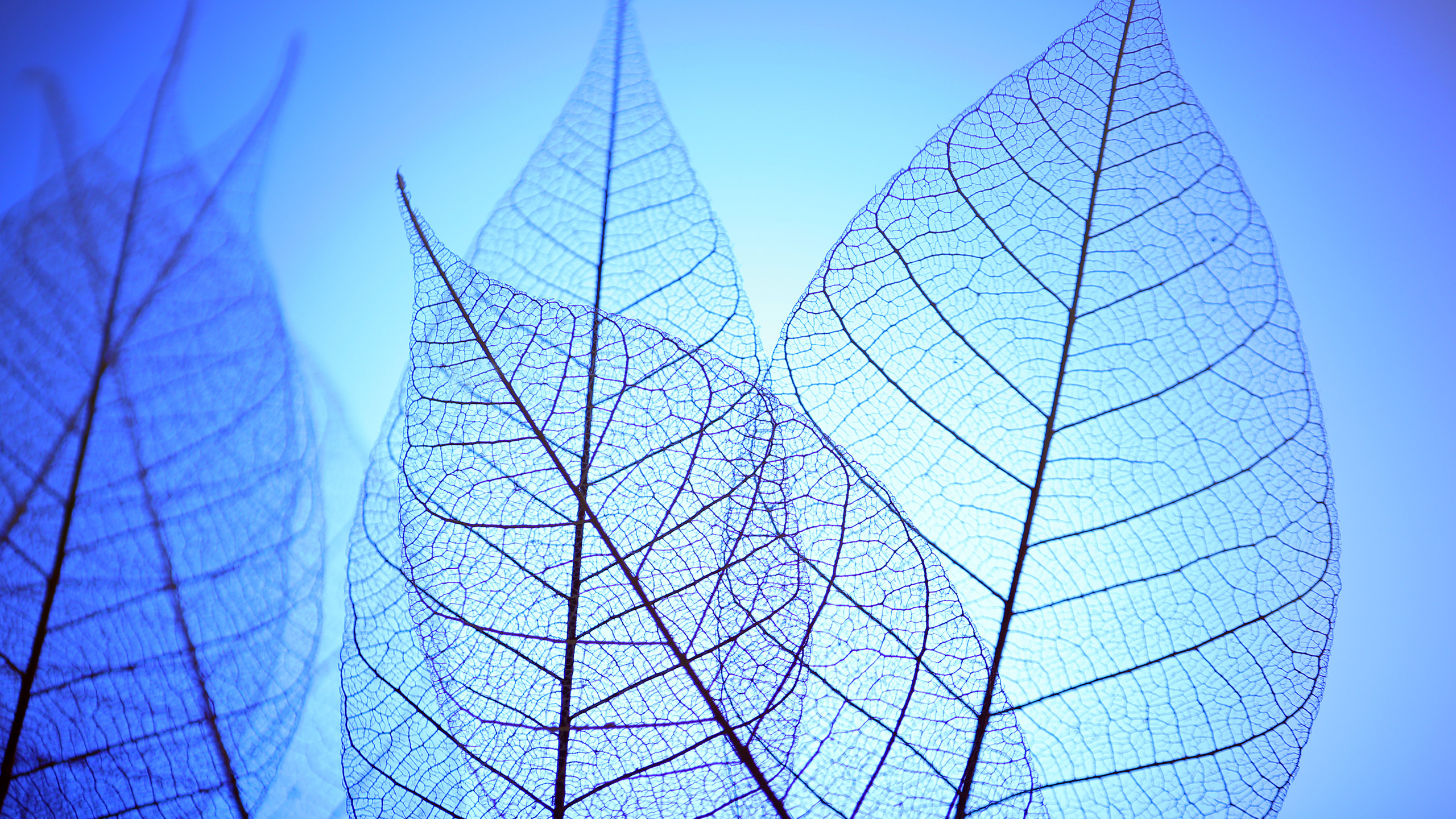 Unveiling the Beauty of Fractal Design - Encyclopedia of Design