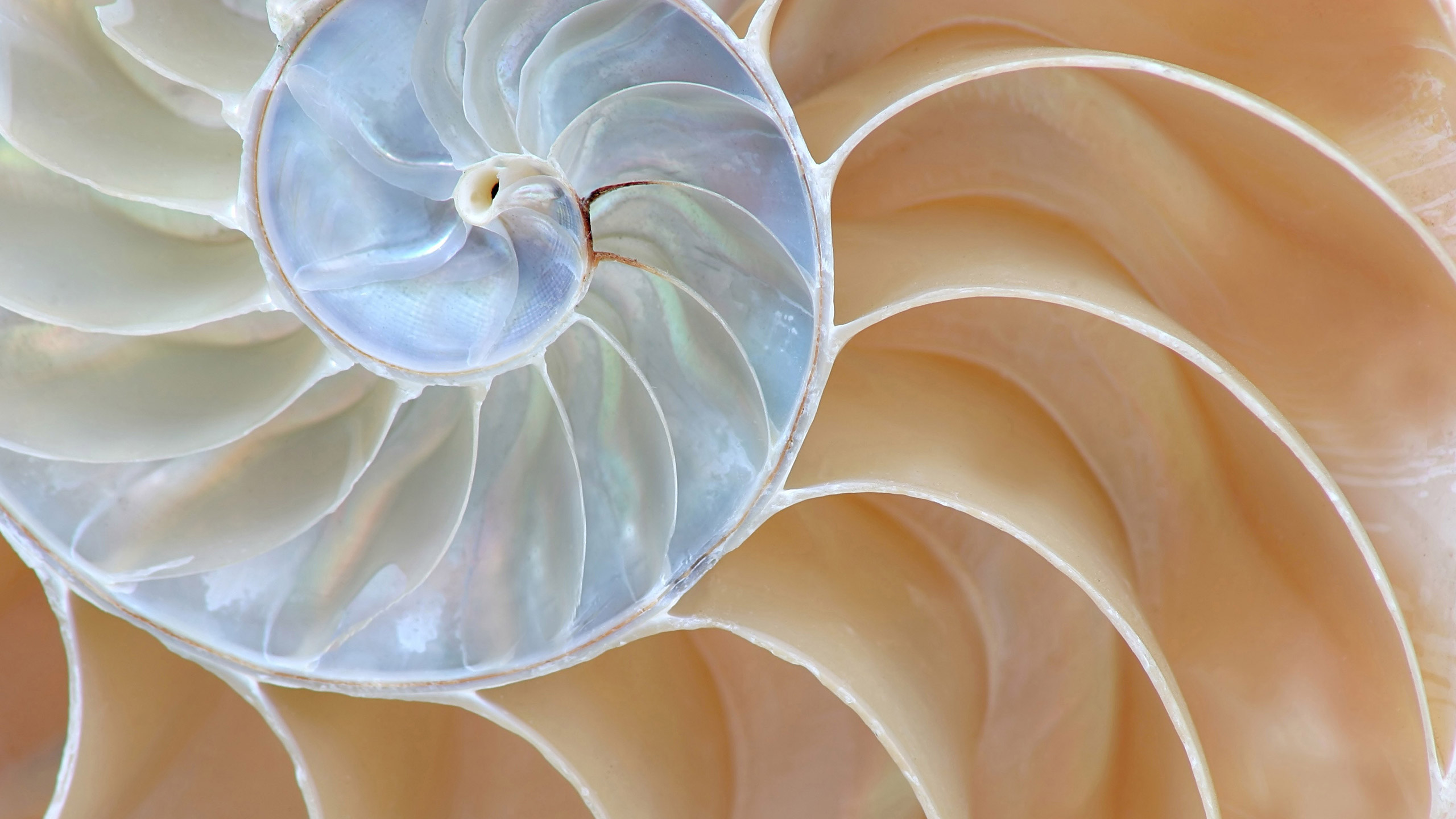 Unveiling the Beauty of Fractal Design - Encyclopedia of Design