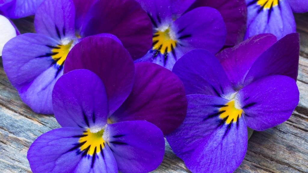 Violets Decorative Arts in Nature and Culture