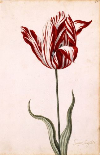 Tulip Motif and Design: A Timeless Symbol in the Decorative Arts ...