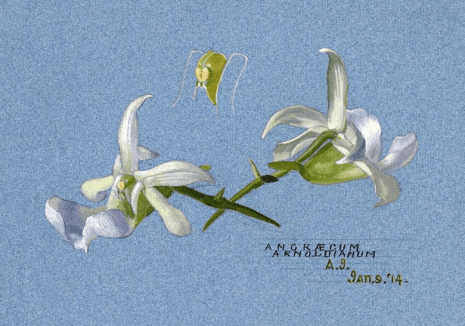 Alice Jacob: A Luminary in Botanical Illustration and Lace Design ...