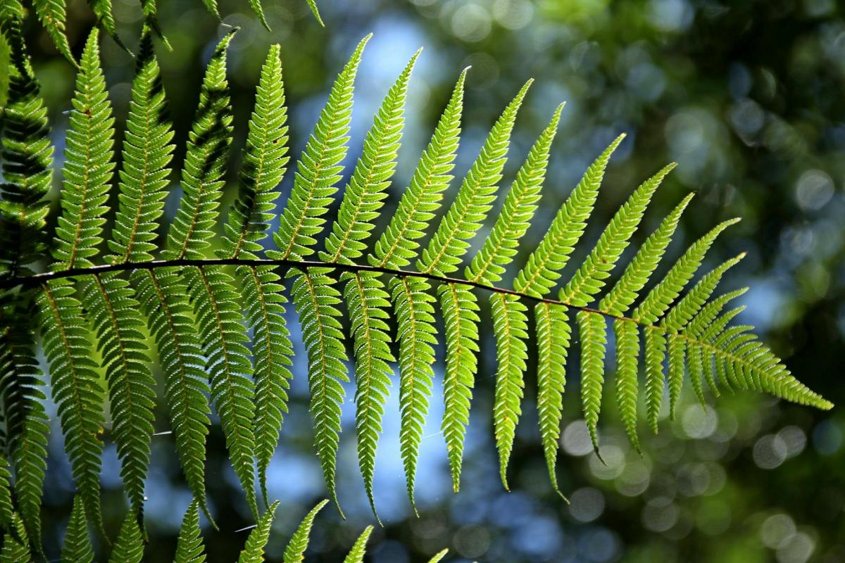 Pteridomania: The Victorian Craze for Collecting Ferns - Encyclopedia ...
